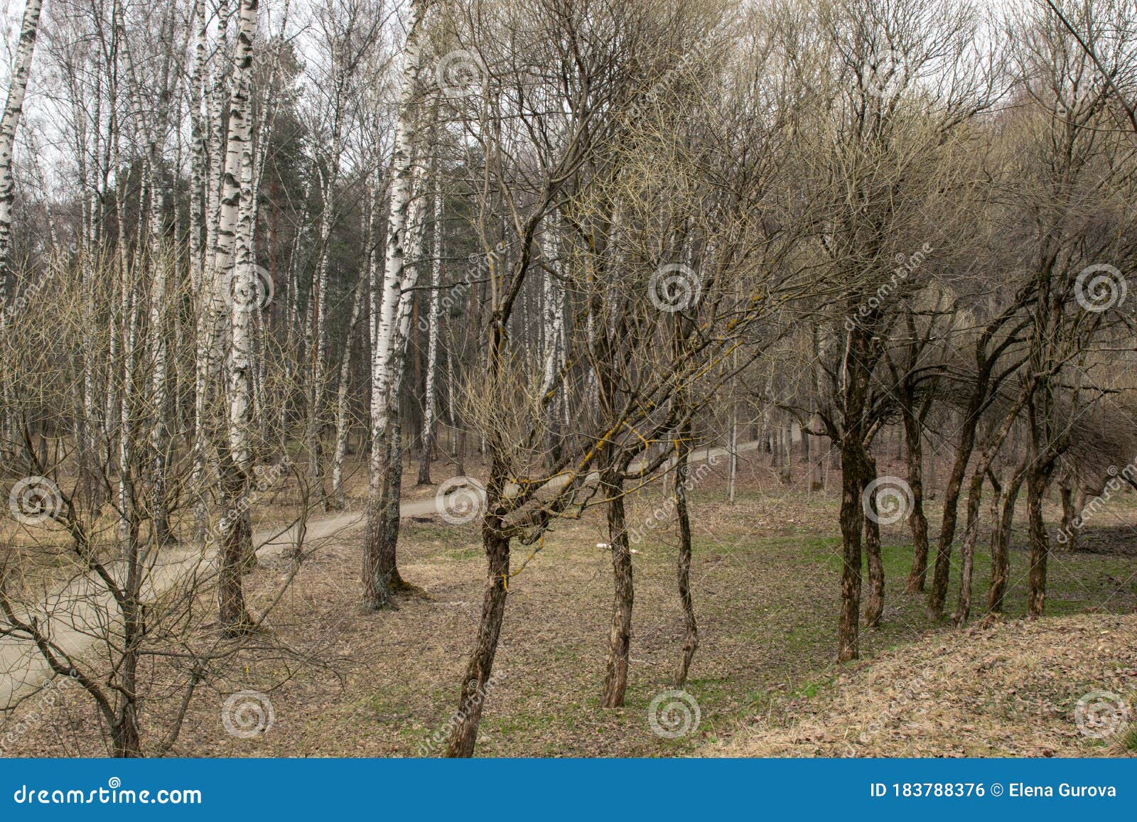 Forest Path in Early Spring Stock Photo - Image of background, branch ...