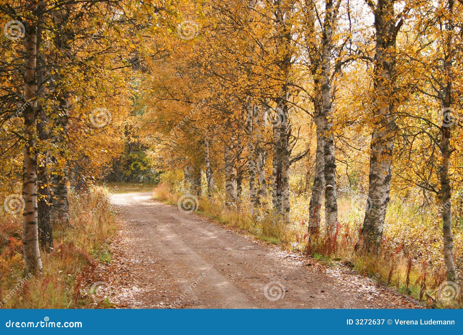 Forest path during fall stock image. Image of field, botanical - 3272637