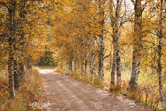 Forest path during fall stock image. Image of field, botanical - 3272637