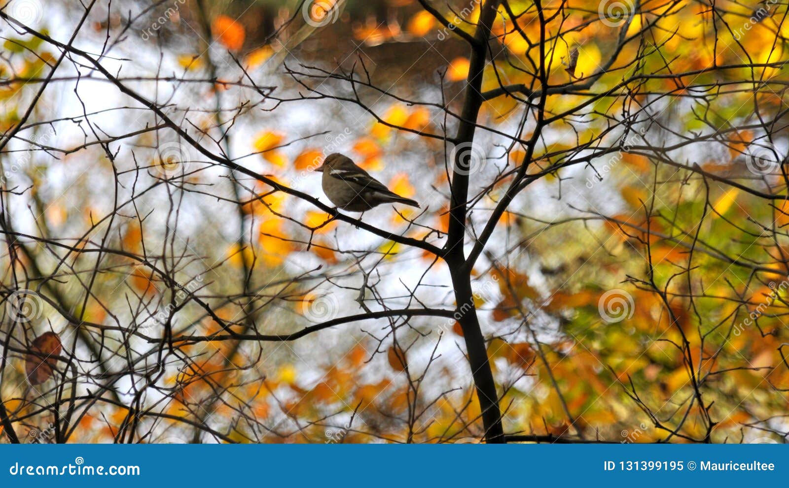 Forest Bird in Fall with Coloring Leaves Stock Image - Image of scenery ...