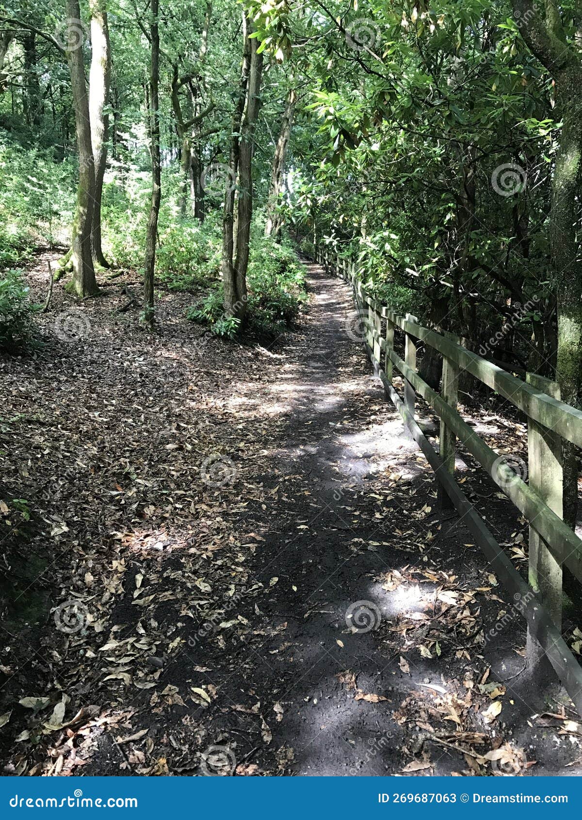 Forest path and fence stock image. Image of grass, sunlight - 269687063