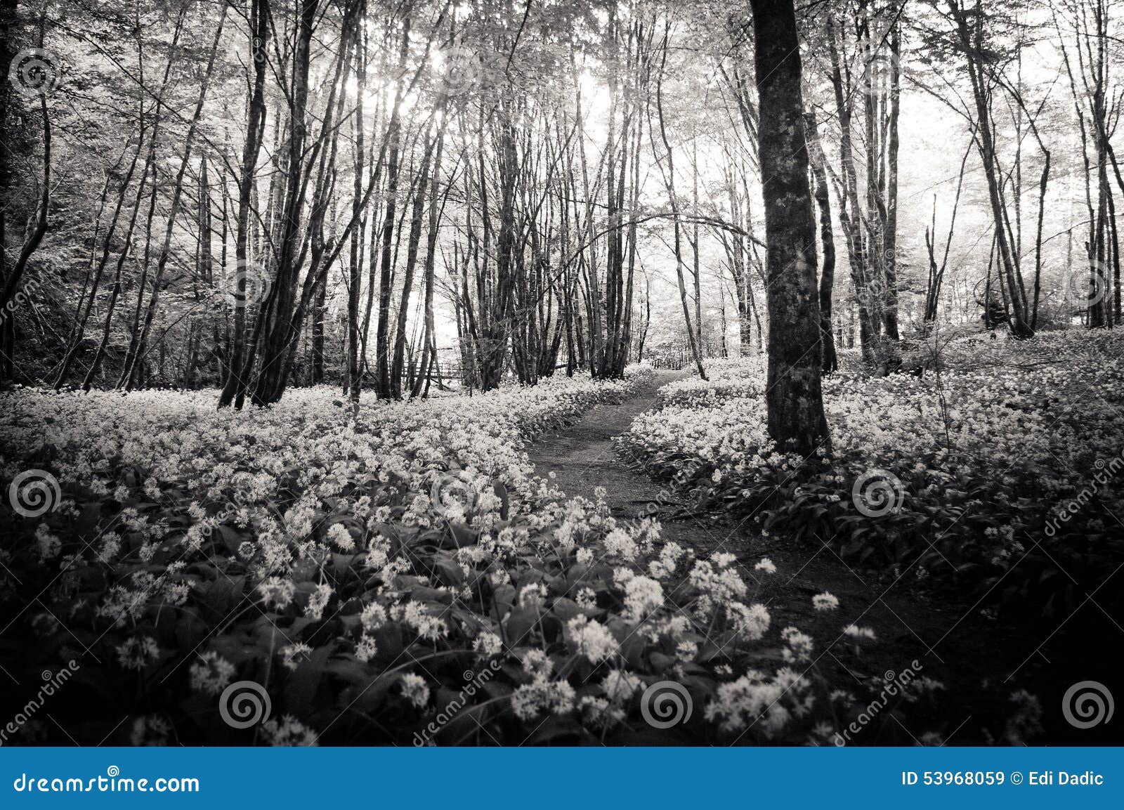 Forest Path between Flowers Stock Image - Image of garden, tulips: 53968059