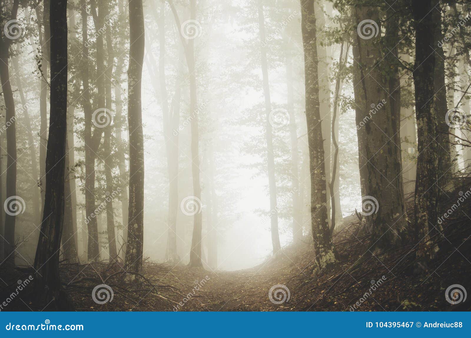 Forest Path through the Fog Stock Image - Image of haze, fantasy: 104395467