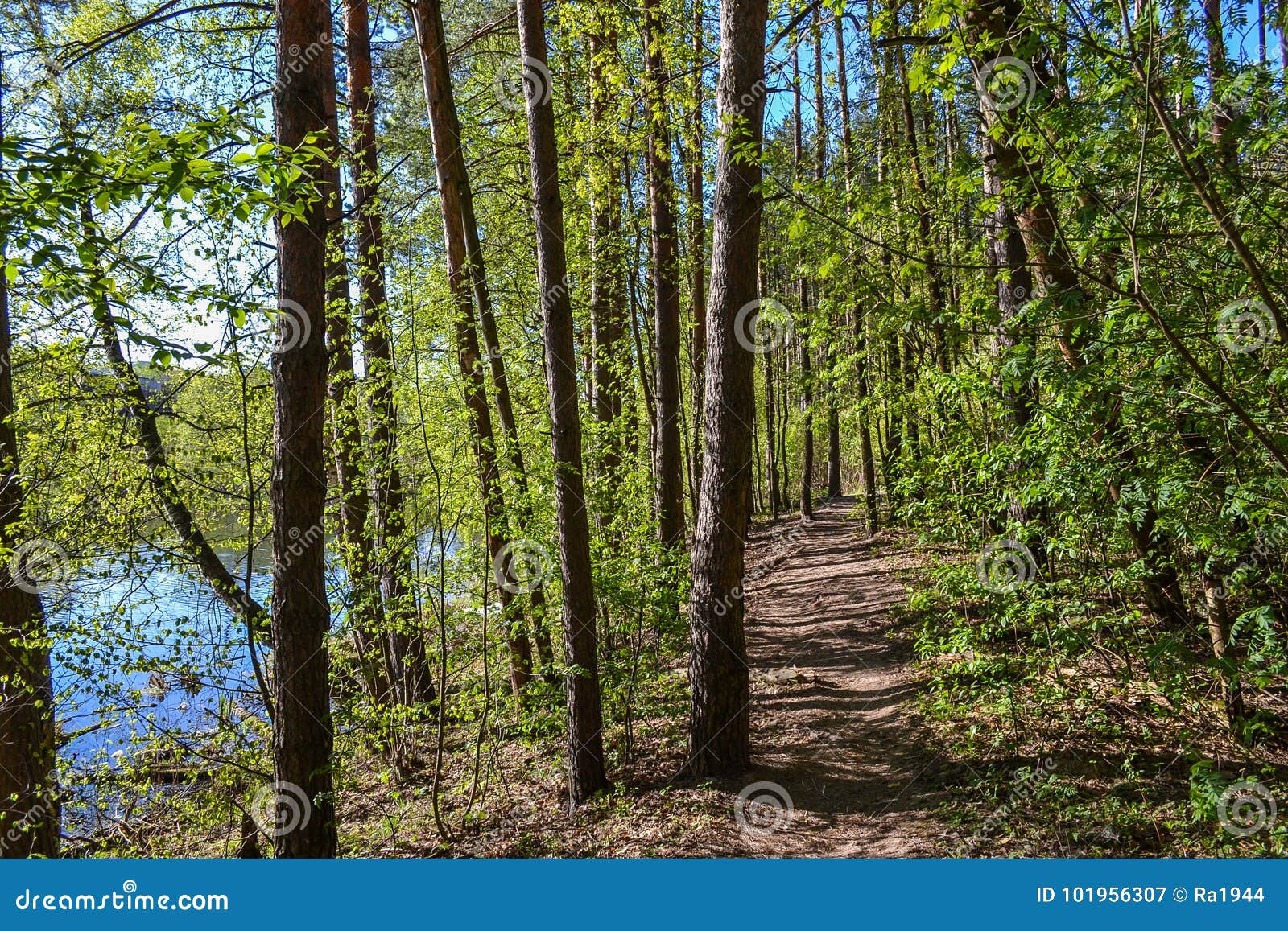 Forest Path in the Forest Near the River. Spring. Morning Stock Image ...