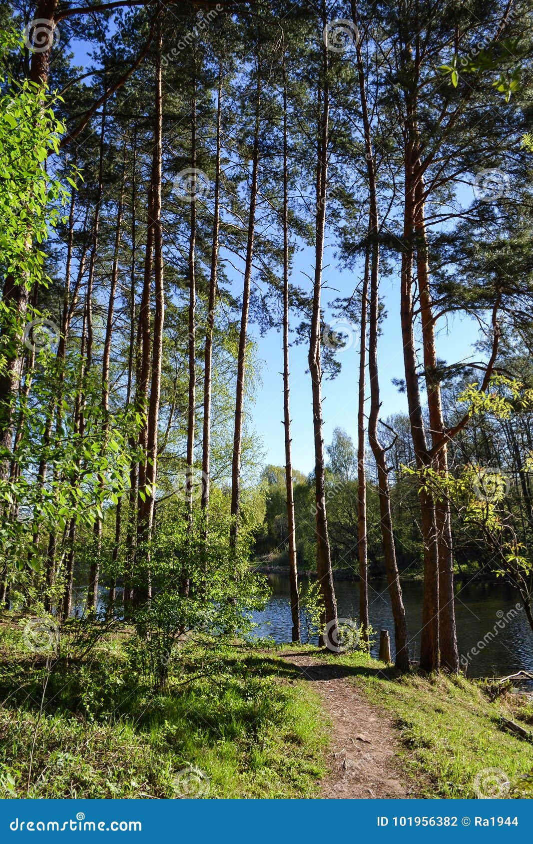 Forest Path in the Forest Near the River. Spring. Morning Stock Photo ...