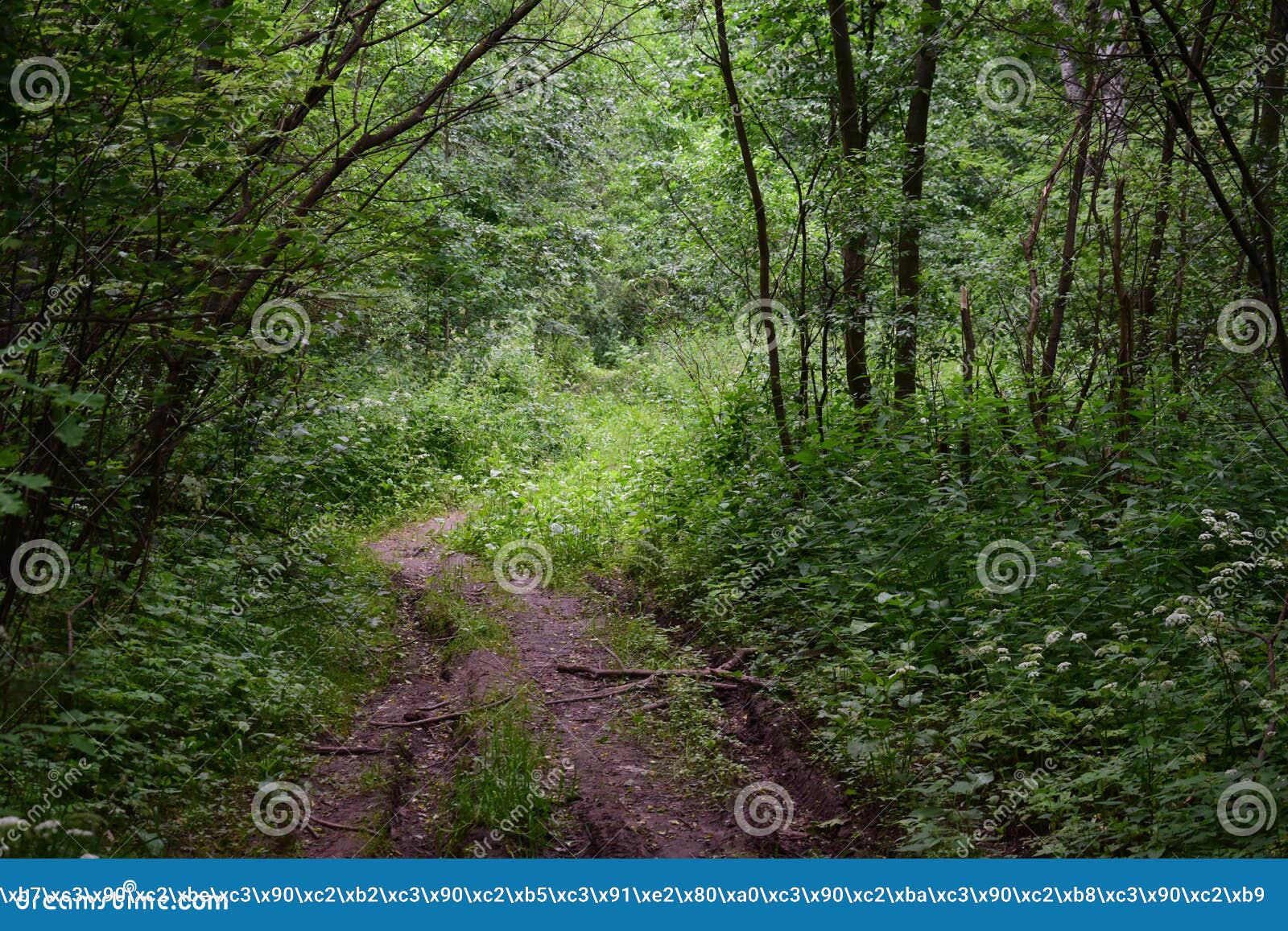 Forest Path. Forest Road. There are Trees, Shady Stock Photo - Image of ...