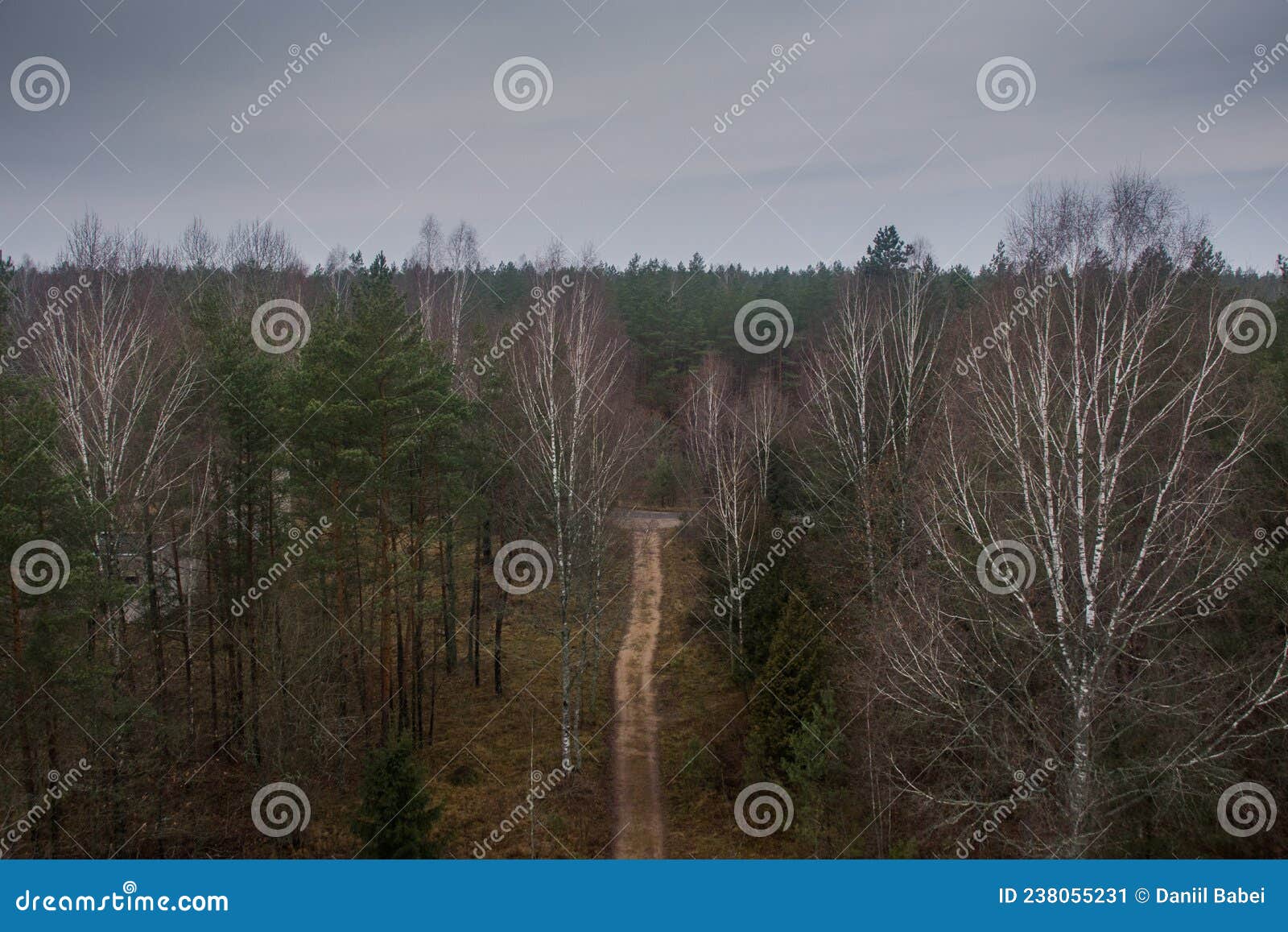 Forest Trees and Grass. Path in the Forest, Landscape Stock Image ...