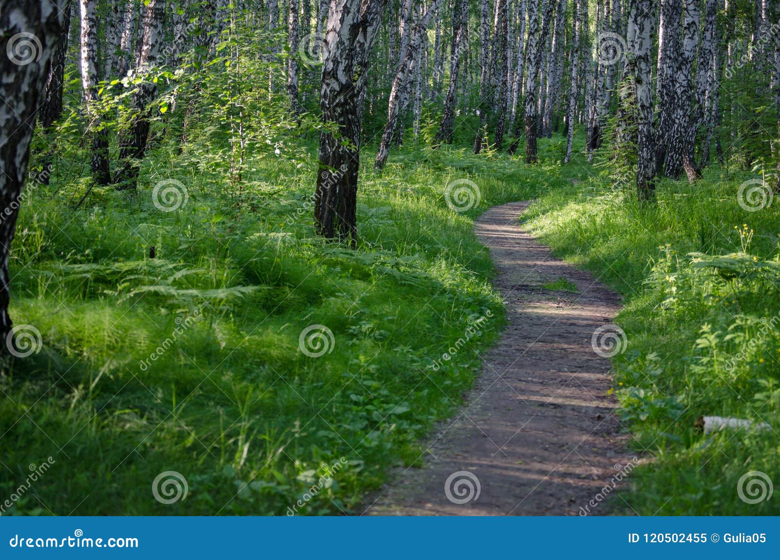 Forest Path Going into the Distance. Stock Image - Image of leaves ...