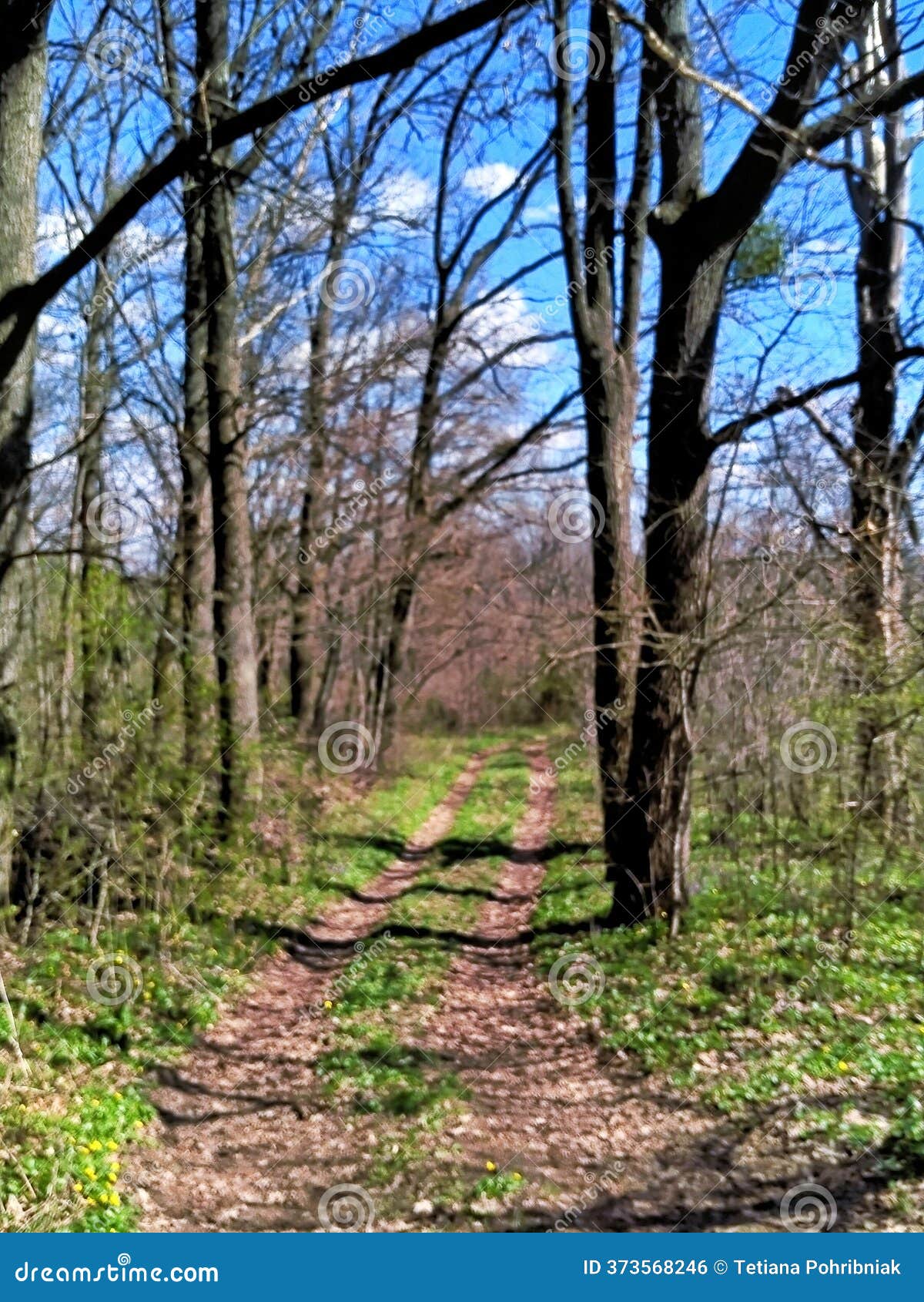 Path Through Grass Royalty-Free Stock Photo | CartoonDealer.com #7429719