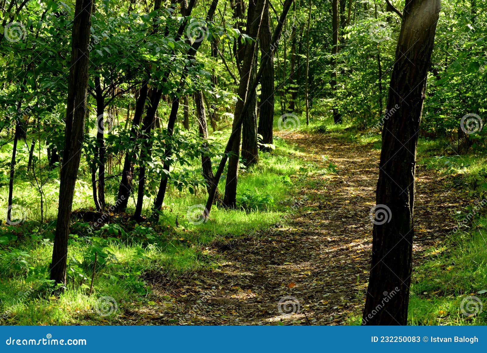 Forest Path with Green Trees. Bark Textured Tree Trunks. Late Summer ...