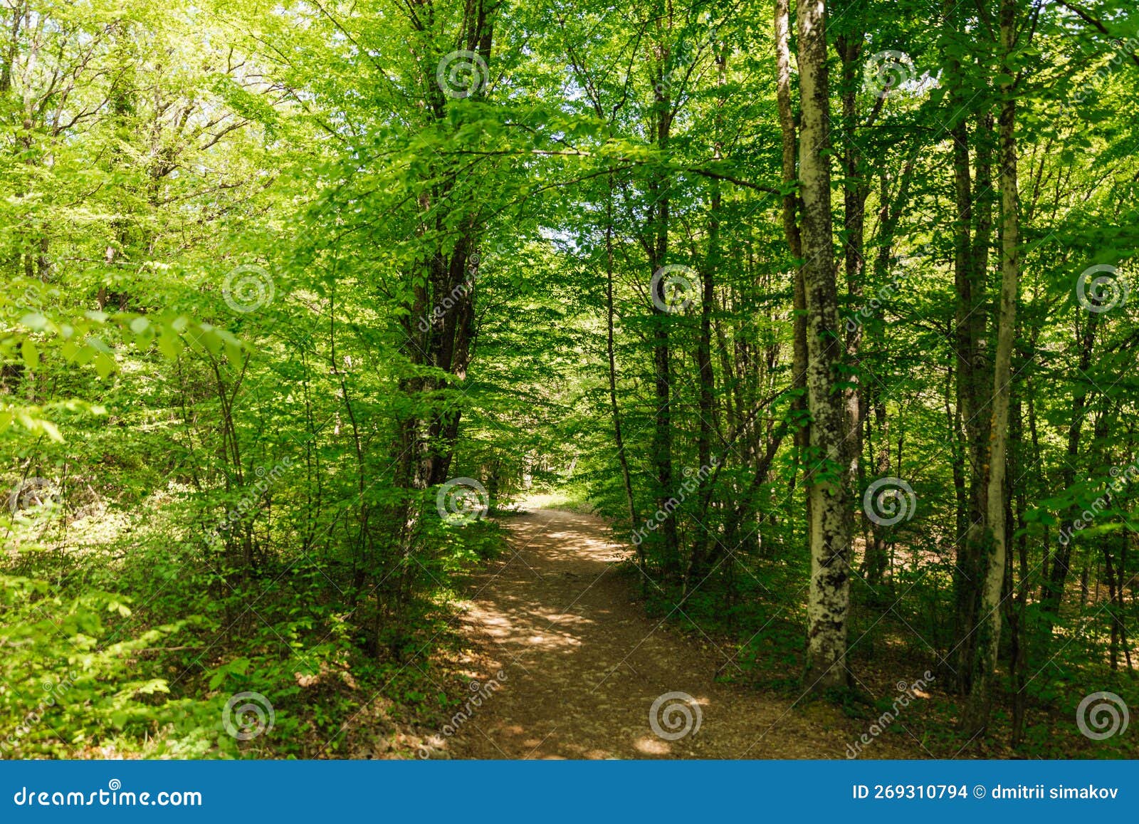 Forest Path Green Large Trees Thicket Stock Photo - Image of outdoors ...