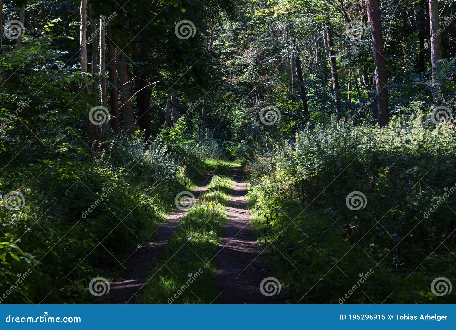 Forest Path through a Green Summer Forest Stock Image - Image of hiking ...