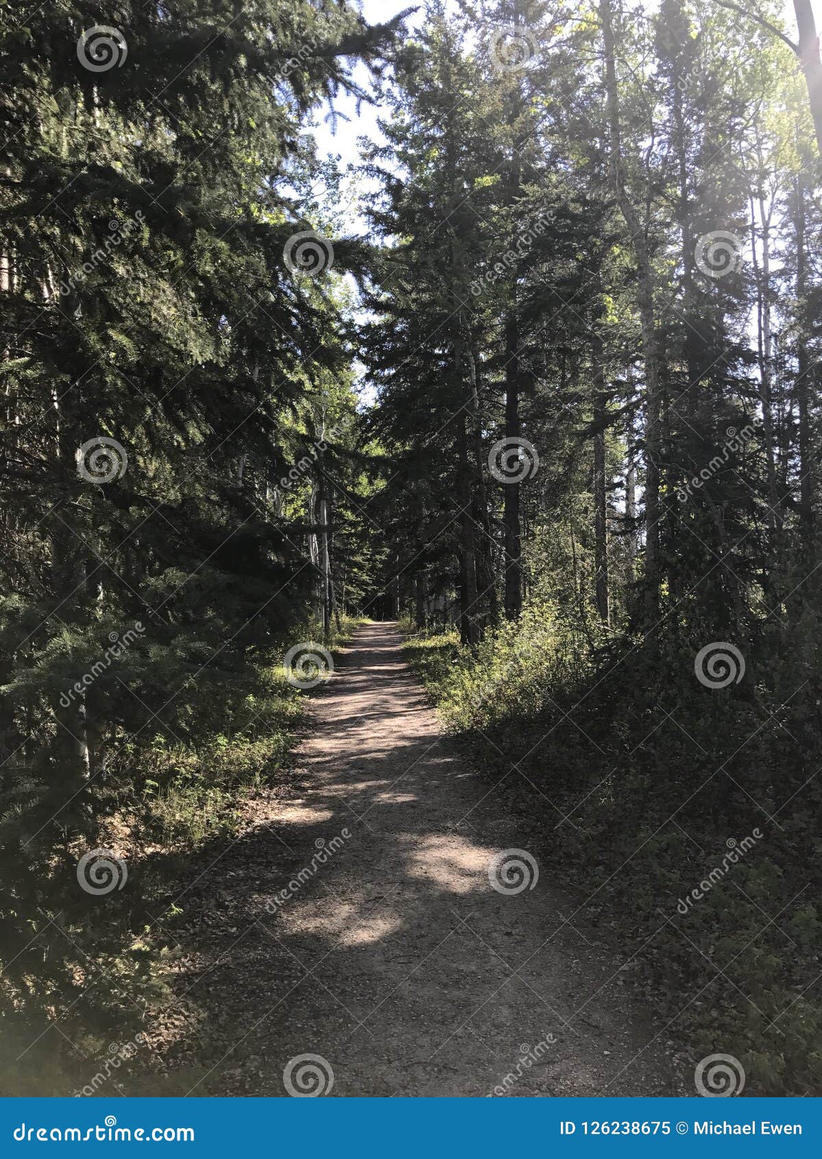Forest path stock image. Image of dirt, faded, isolated - 126238675