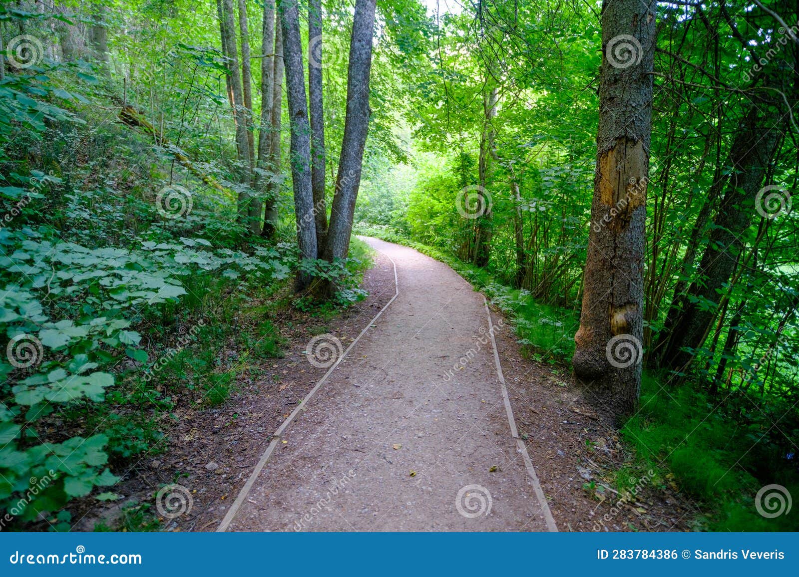 A Forest Path in a Green Forest between Trees. a Road, a Path with a ...