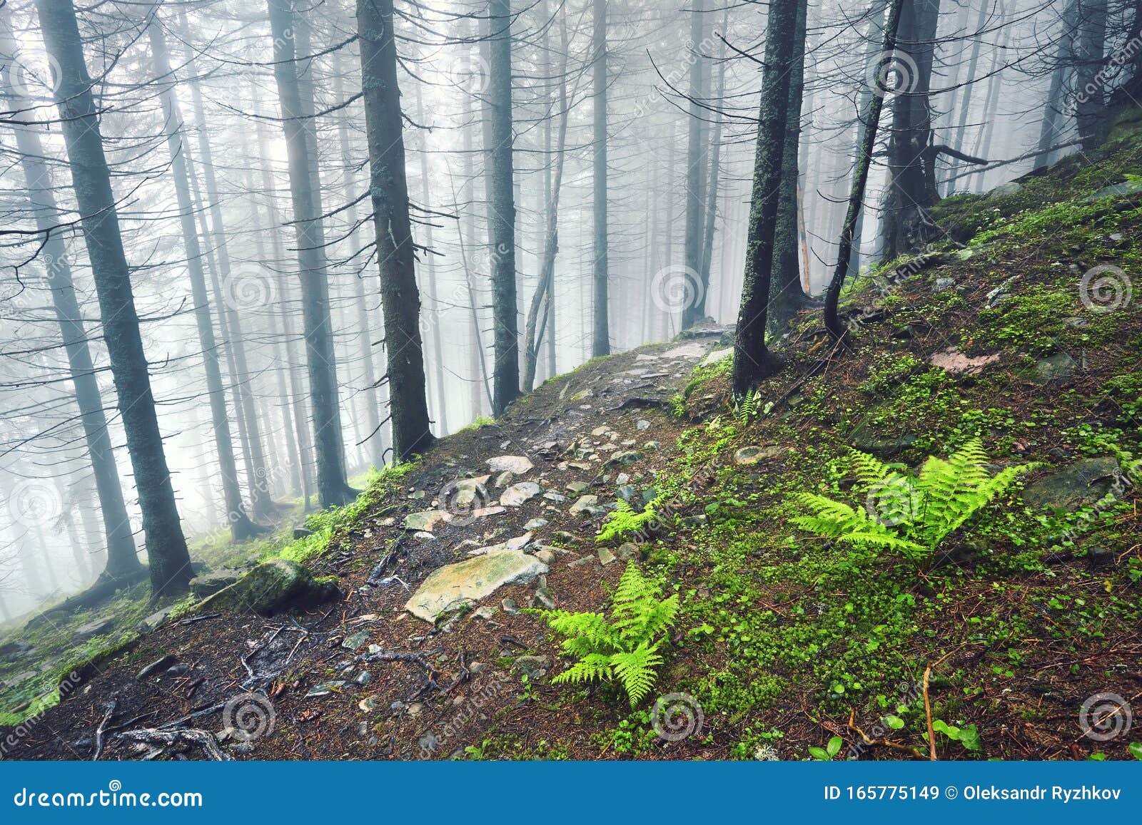 Forest Path through Heavy Forest, Light Fog and Fern Line Stock Image ...