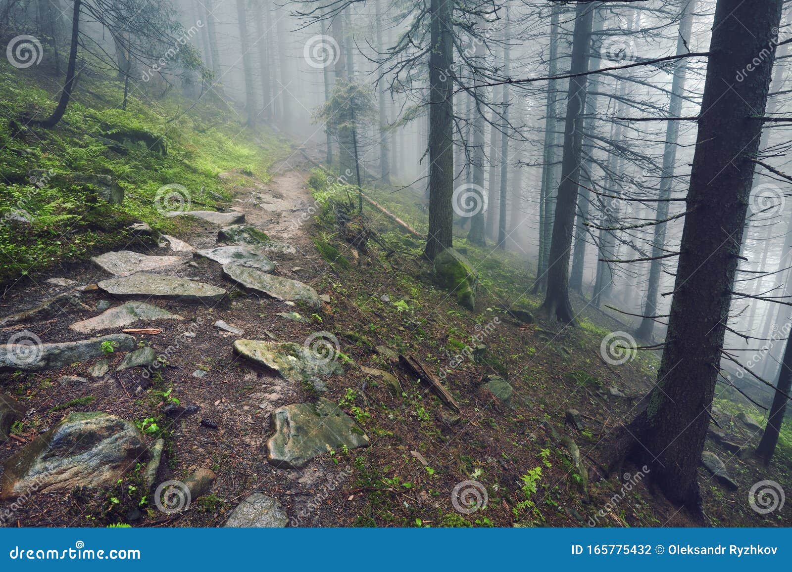 Forest Path through Heavy Forest, Light Fog and Fern Line Stock Photo ...