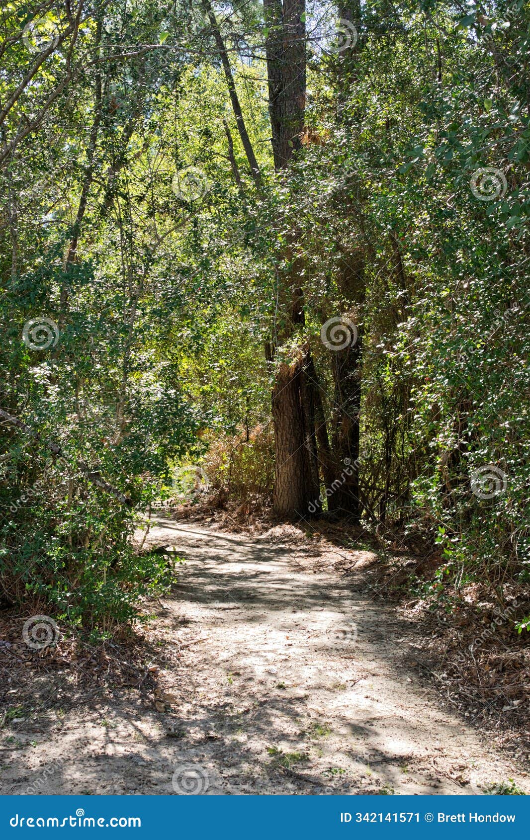 Forest Path Hiking Trail through Tree Thicket. Stock Image - Image of ...