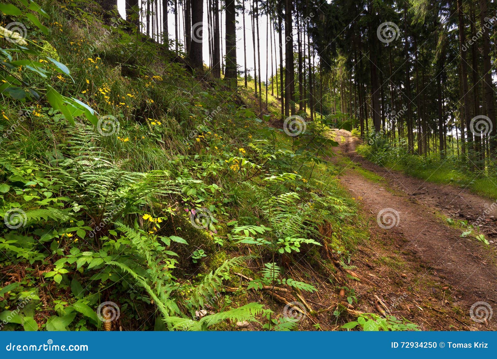 Forest Path and Hillside with Plants Stock Photo - Image of bright ...