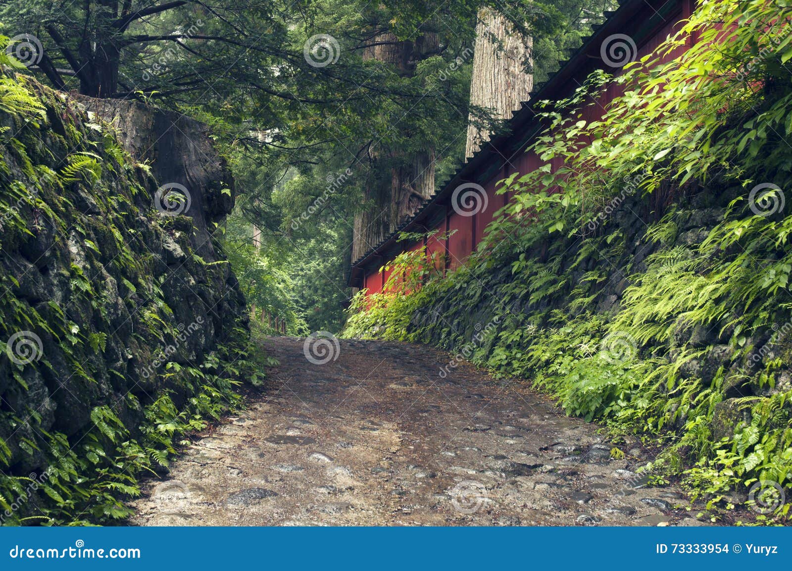Forest path in Japan stock photo. Image of rainy, mountain - 73333954
