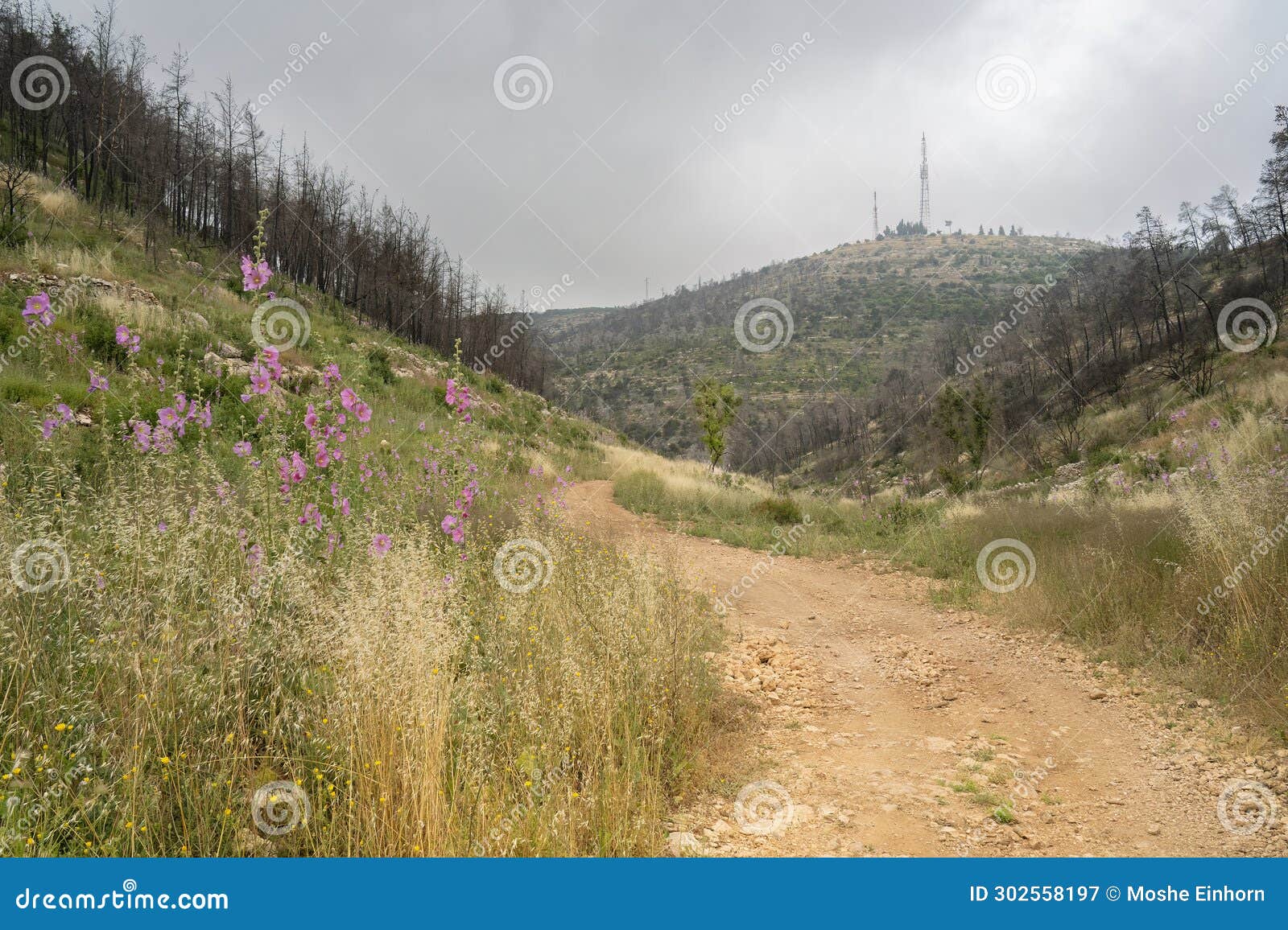 A Forest Path in the Judea Mountains, Israel Stock Image - Image of ...