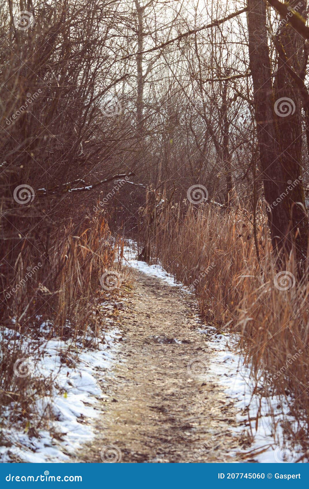 Path at Lake in a Cold Grey Winter Day Stock Photo - Image of grey ...
