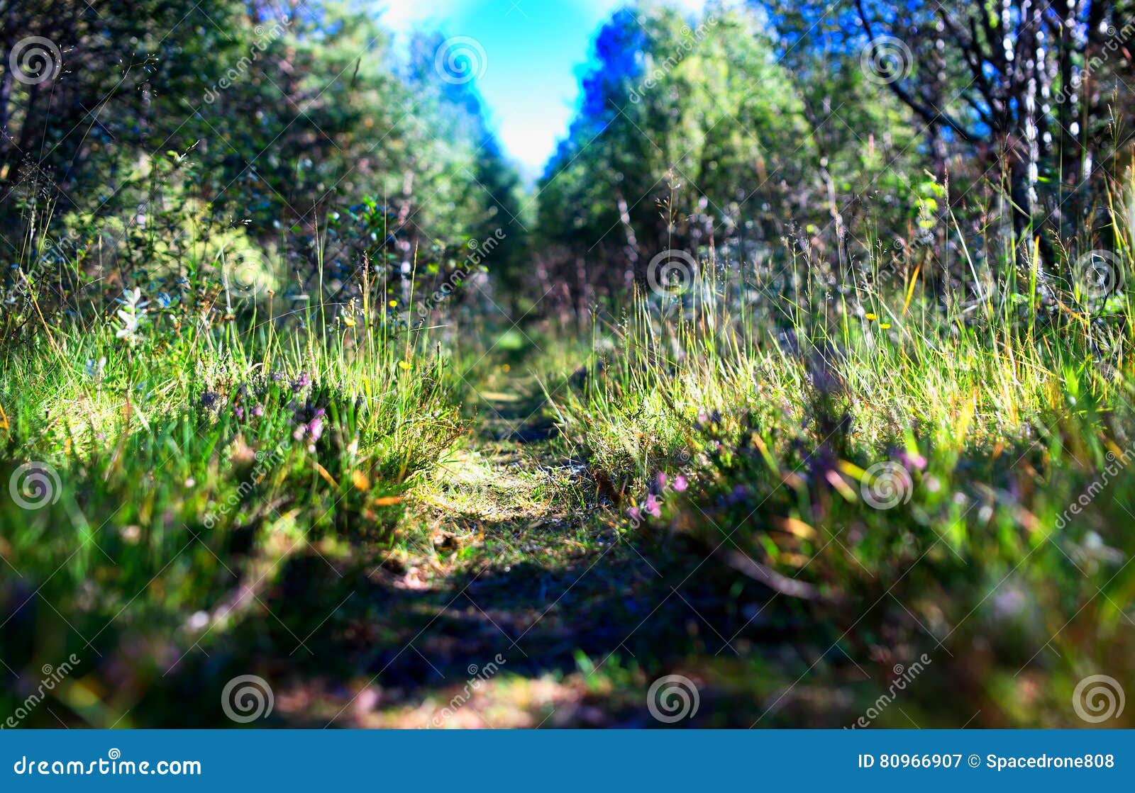 Forest Path Landscape Background Stock Image - Image of horizontal ...