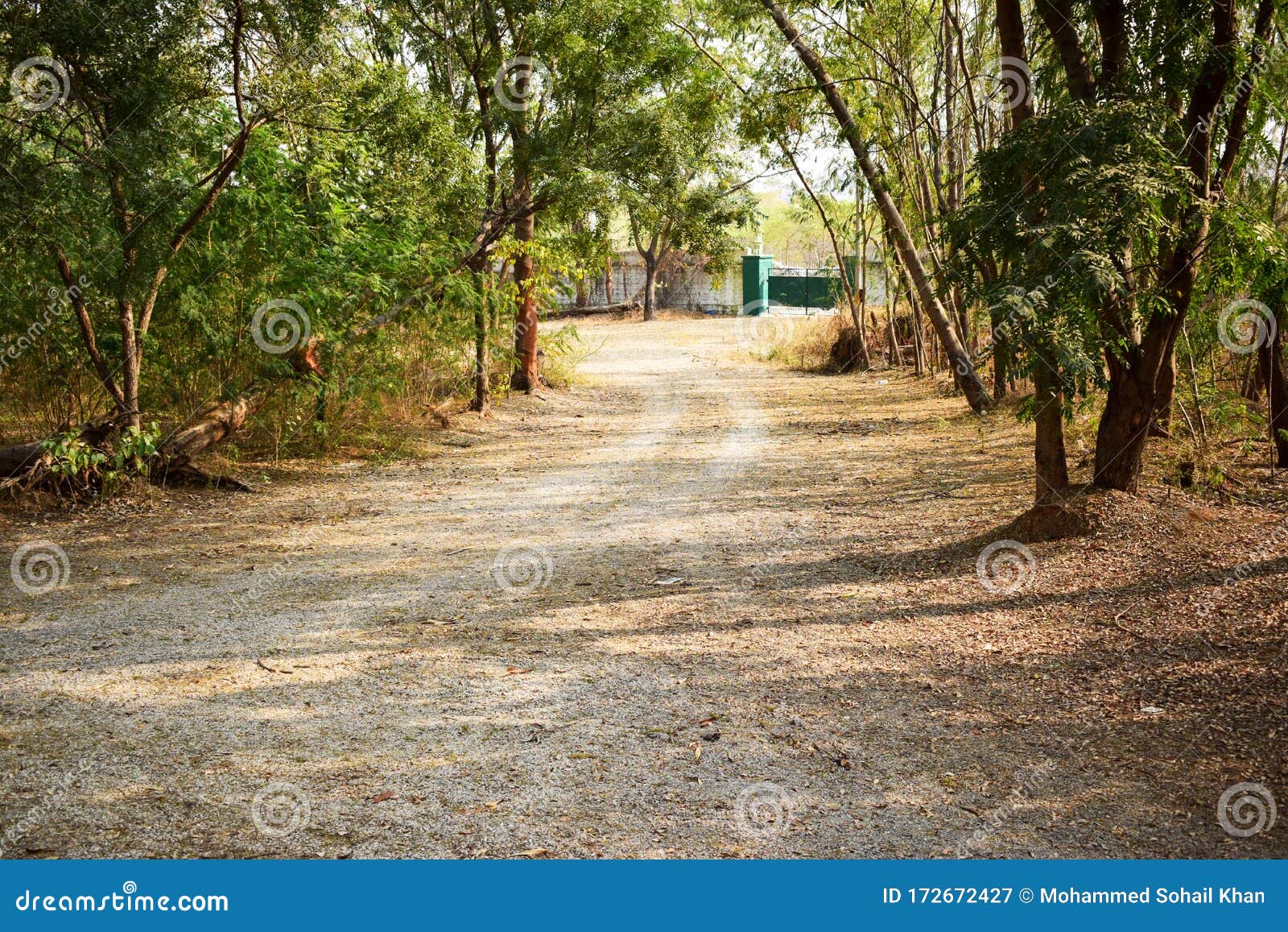 Forest Path Landscape. Forest Dirty Road View. Forrest Pathway ...