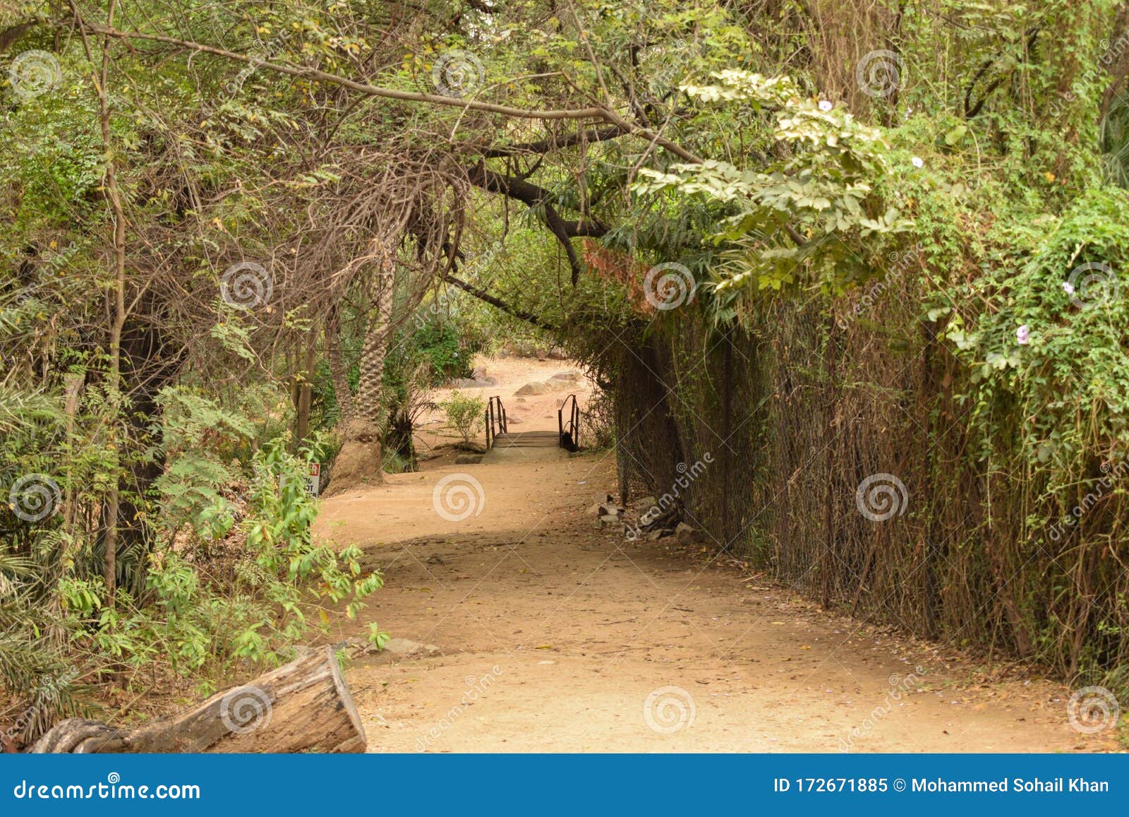 Forest Path Landscape. Forest Dirty Road View. Forrest Pathway ...