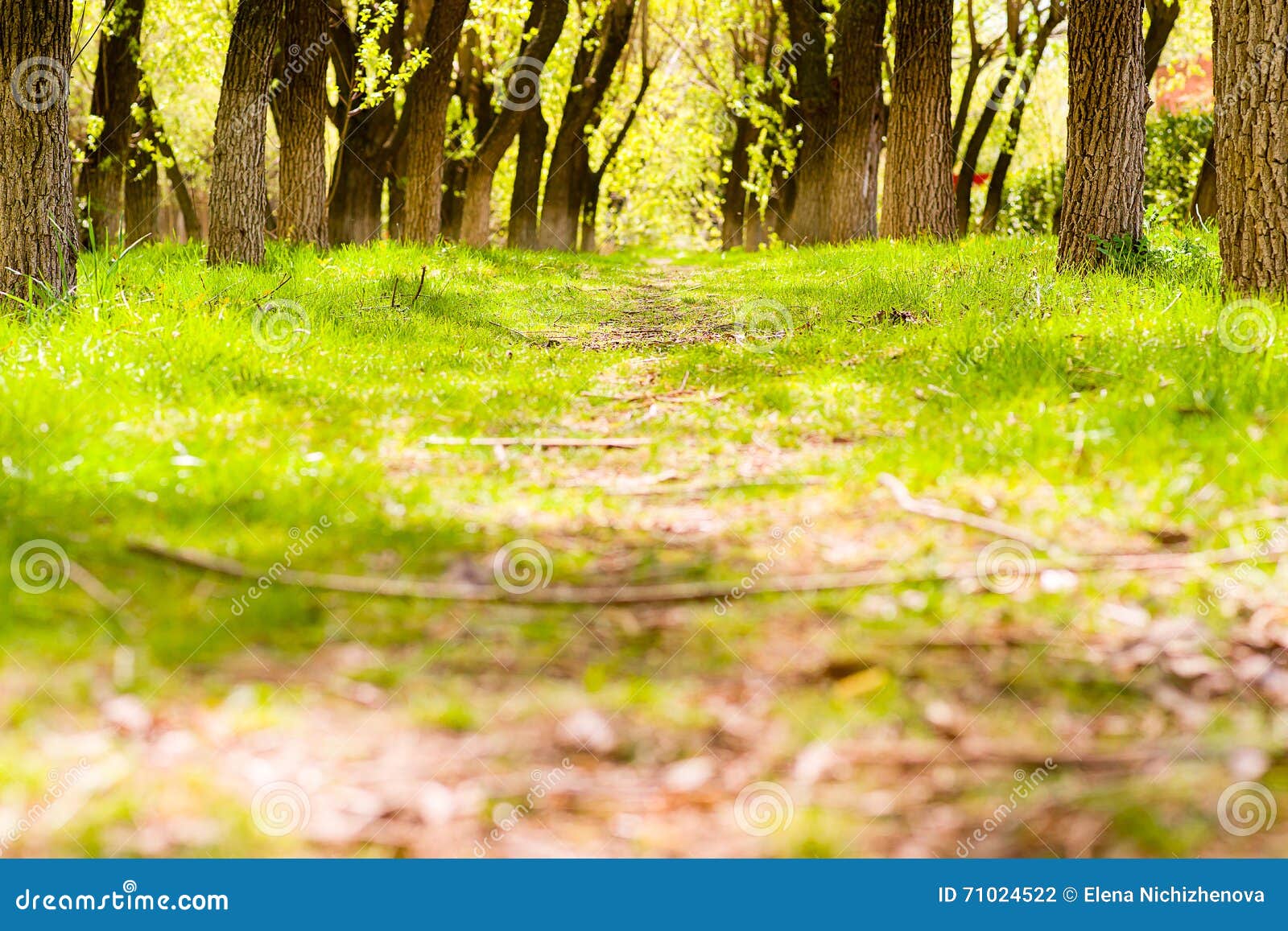 Forest path landscape stock photo. Image of nature, green - 71024522