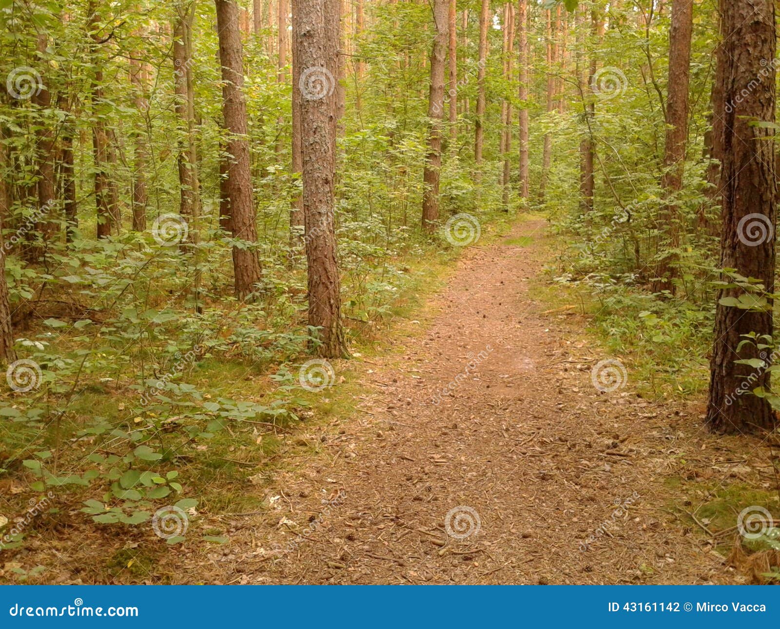 Forest path stock photo. Image of leading, deciduous - 43161142