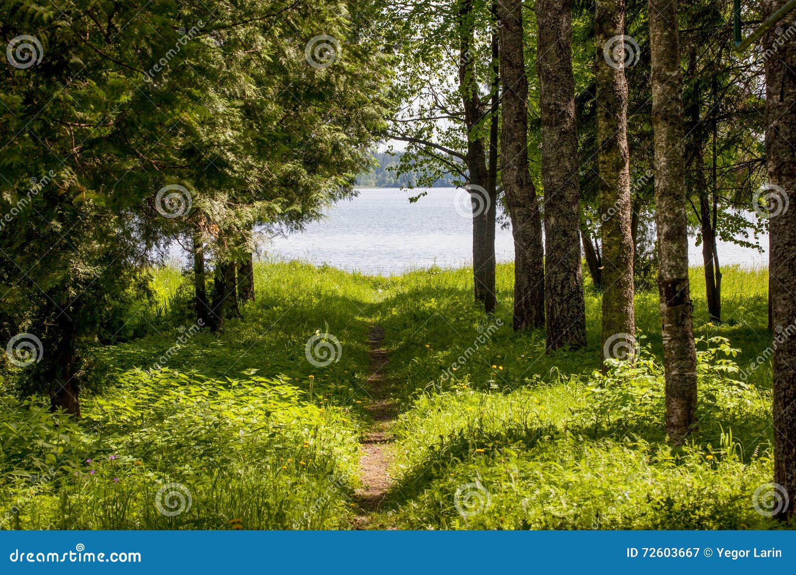 Forest Path Leading To the Water Stock Image - Image of flora, tree ...
