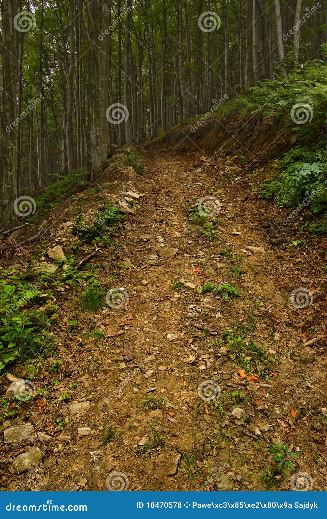 Forest Path Leading Up To the Mountain Stock Photo - Image of hill ...