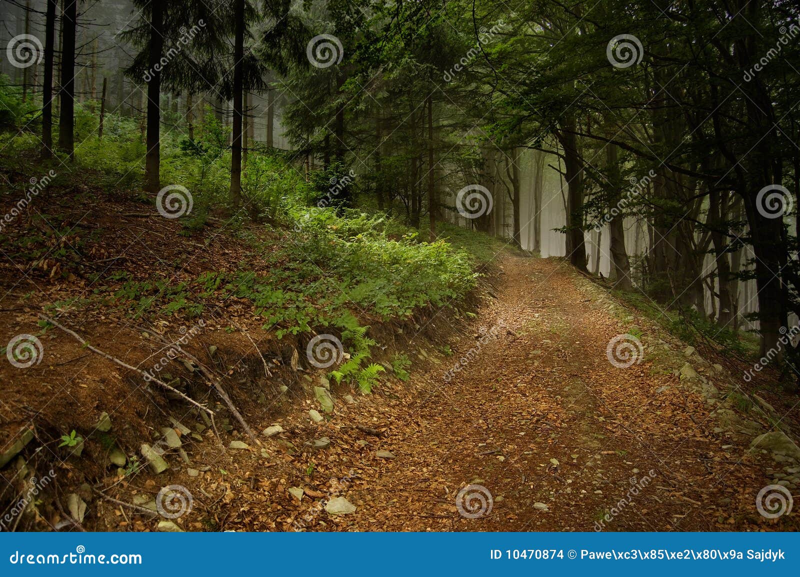 Forest Path Leading Up To the Mountain Stock Photo - Image of ...