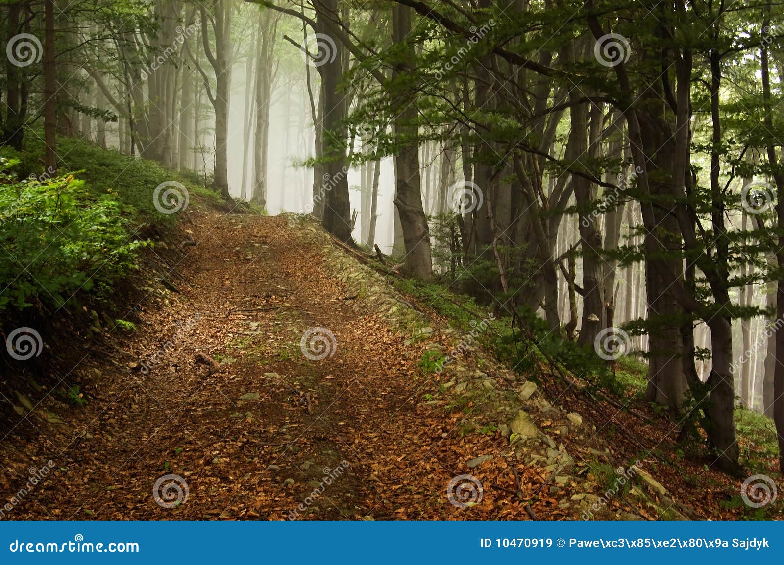 Forest Path Leading Up To the Mountain Stock Image - Image of tourism ...