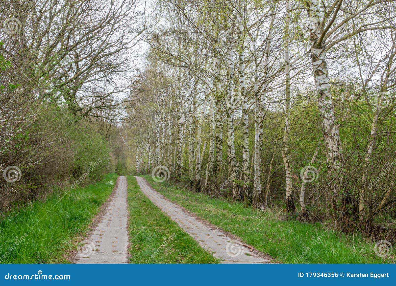 Forest Path is Lined with Birch Trees Stock Photo - Image of plant ...
