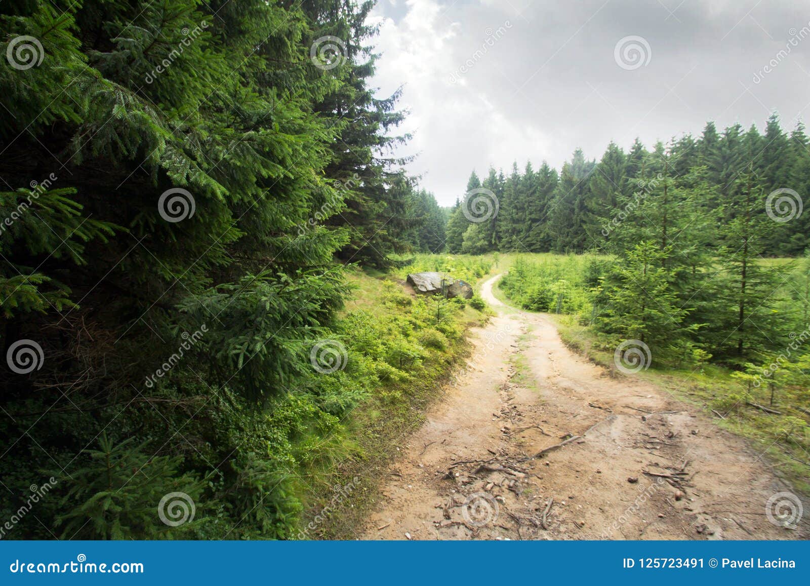 Forest Path, Lined by Coniferous Trees Stock Image - Image of blue ...