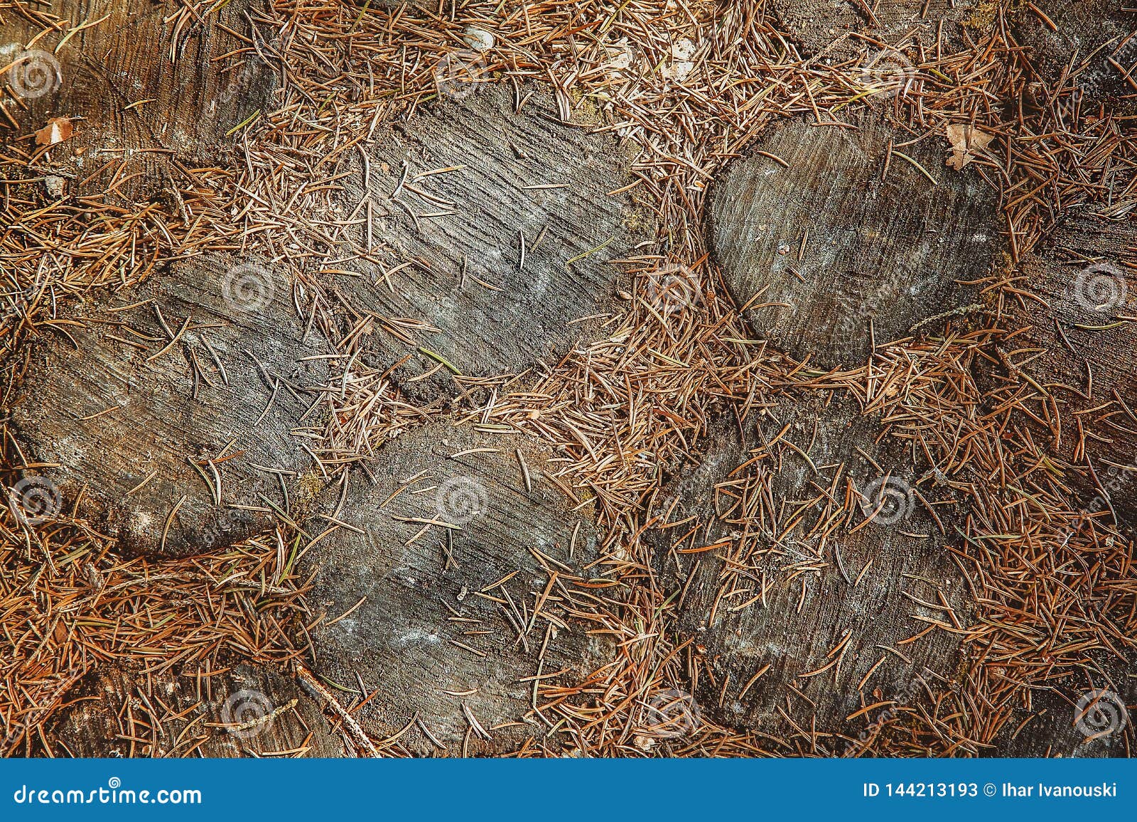 Forest Path Lined with Round Cut Pieces of Oak Brown Natural Colors ...