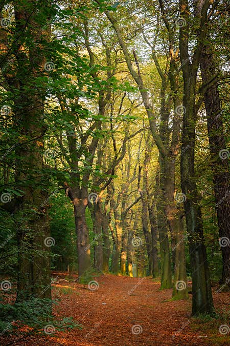 A Forest Path Lit by the Summer Sun Stock Photo - Image of path ...