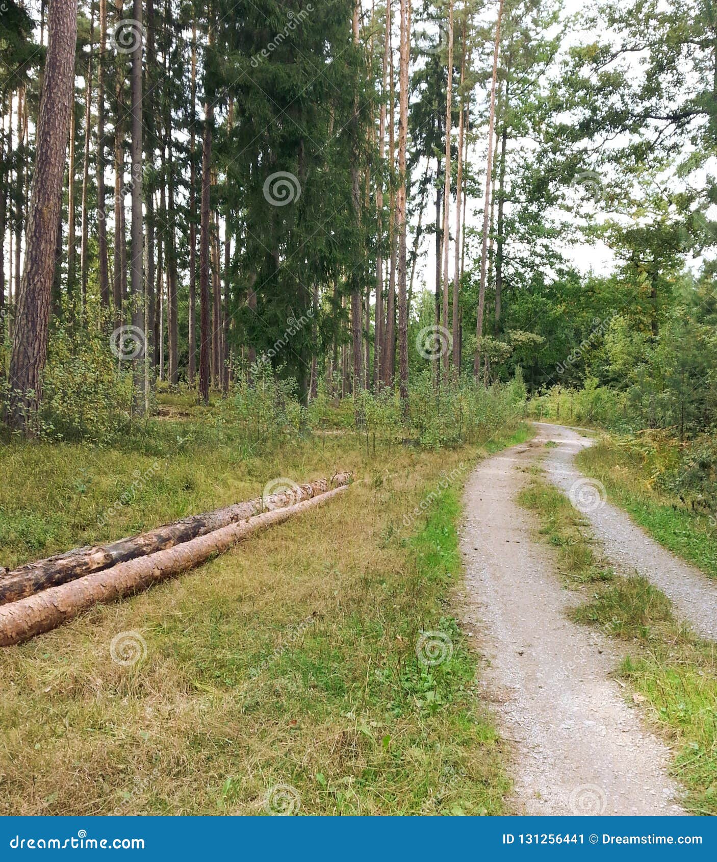 Forest path with long logs stock image. Image of path - 131256441