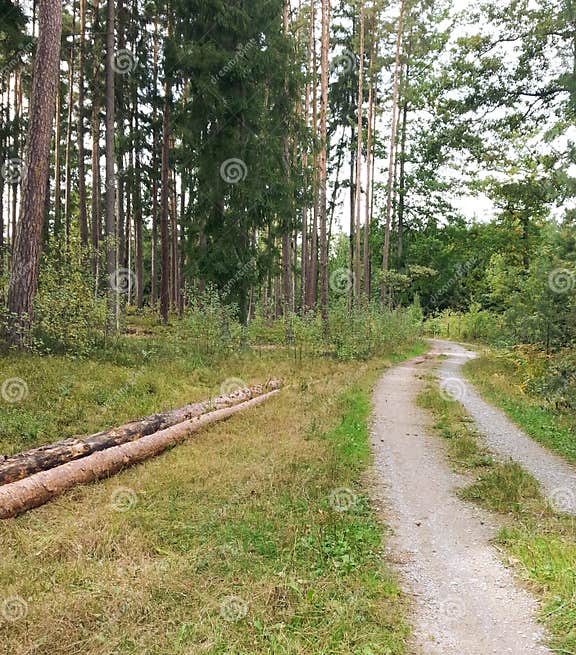 Forest path with long logs stock image. Image of path - 131256441