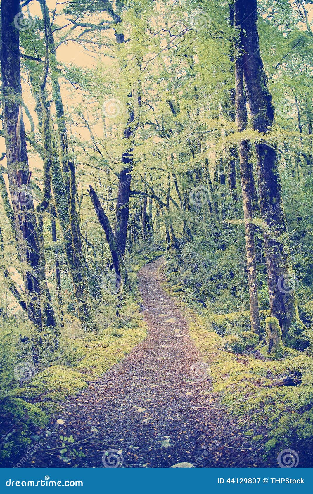Forest Path stock image. Image of life, growth, dirt - 44129807