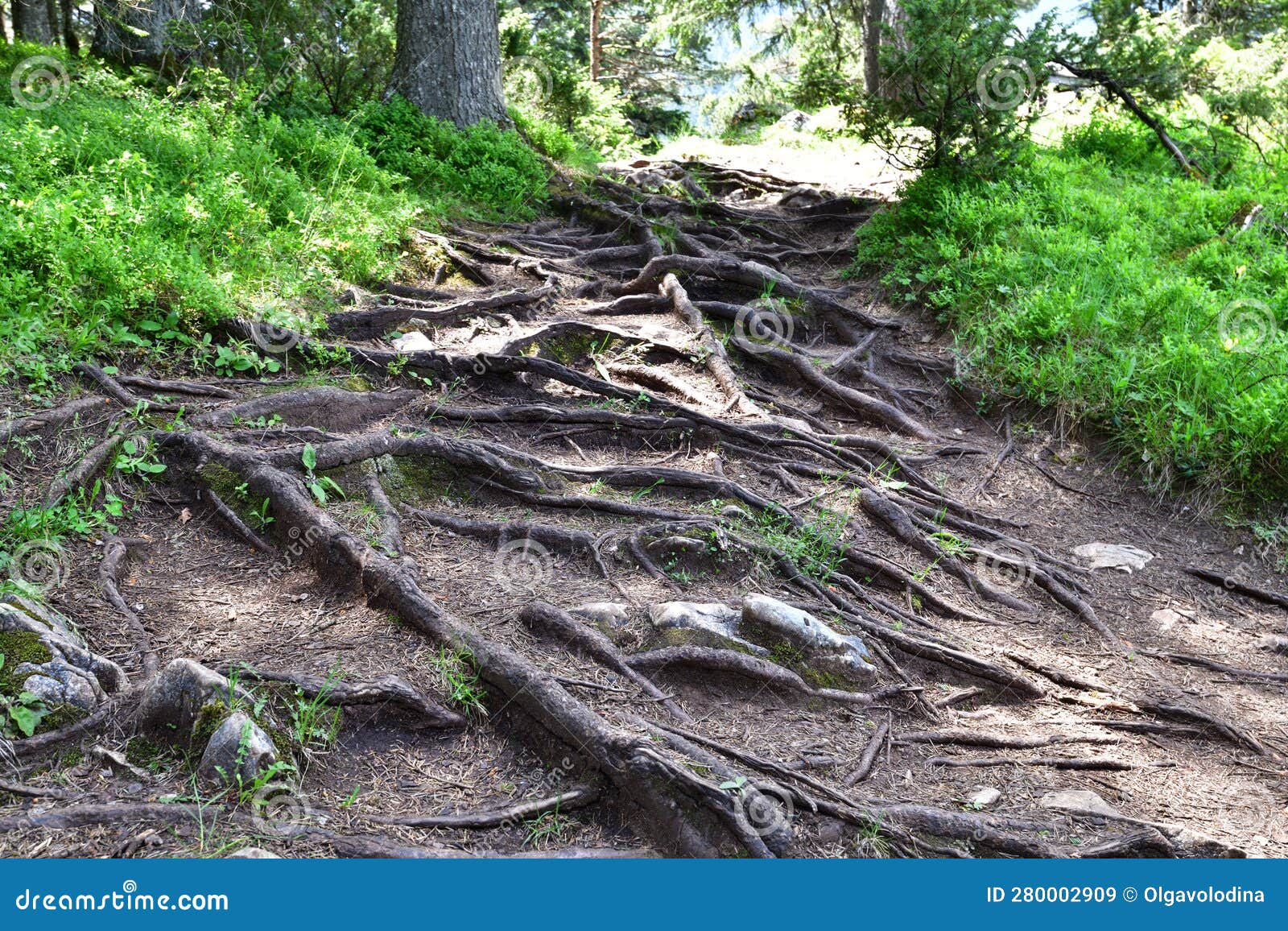 The Forest Path Made of Atree Roots Stock Image - Image of trunks ...