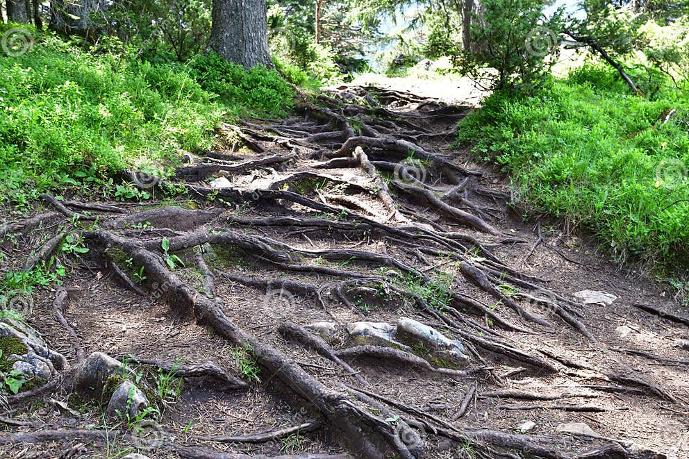 The Forest Path Made of Atree Roots Stock Image - Image of trunks ...