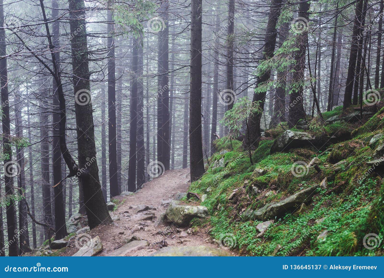 Forest Path with Many Trees Stock Image - Image of countryside ...