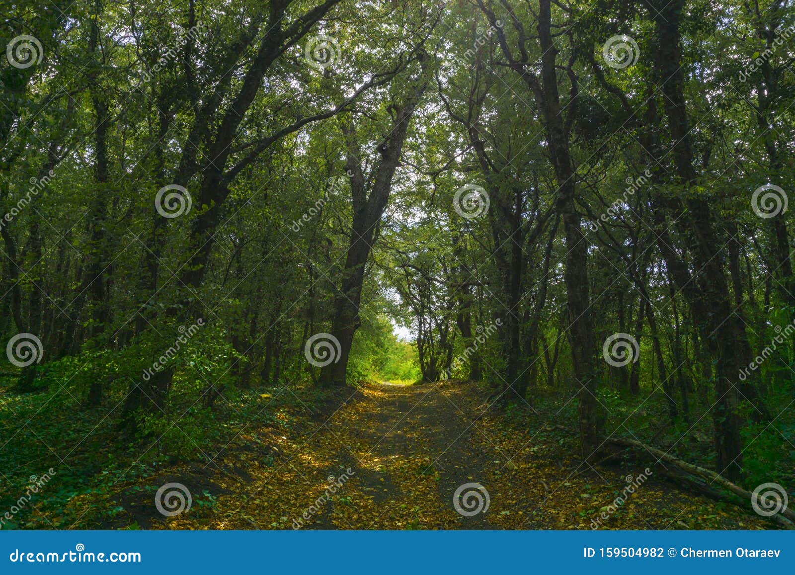Forest Path in Mist. Beauty Morning Sunlight. Stock Photo - Image of ...