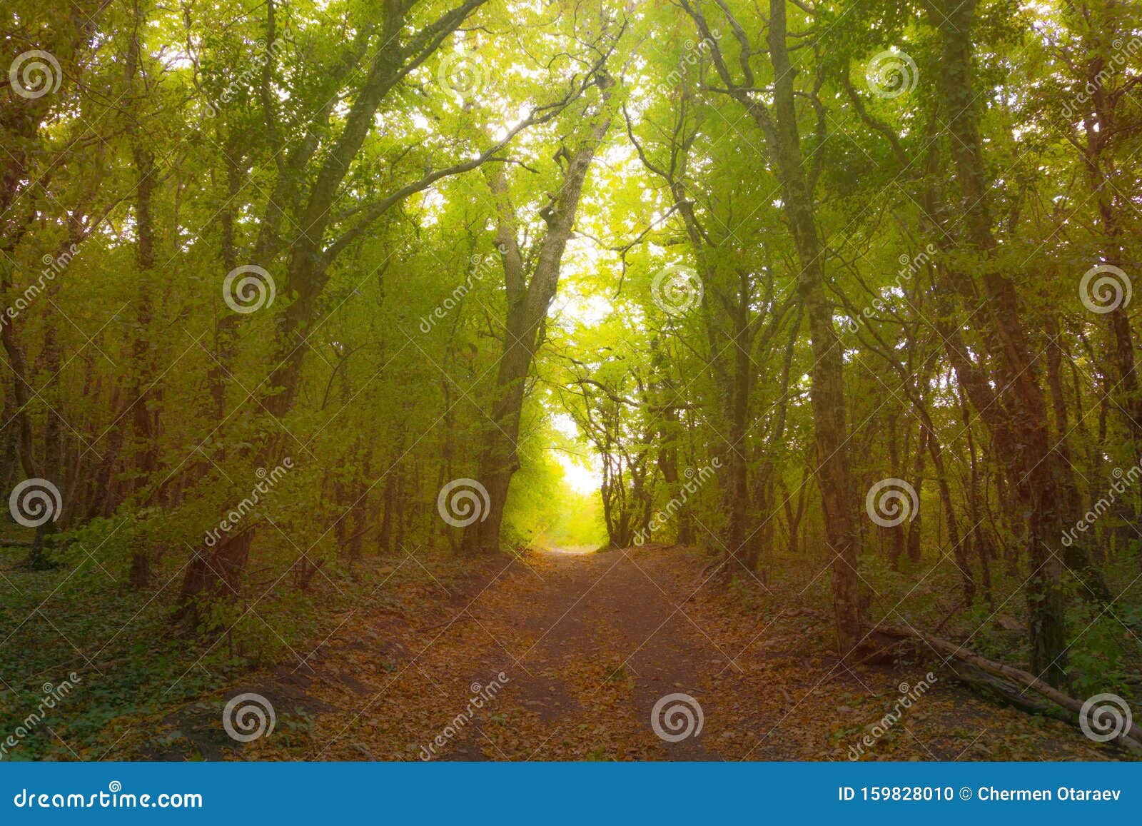 Forest Path in Mist. Beauty Morning Sunlight. Stock Photo - Image of ...