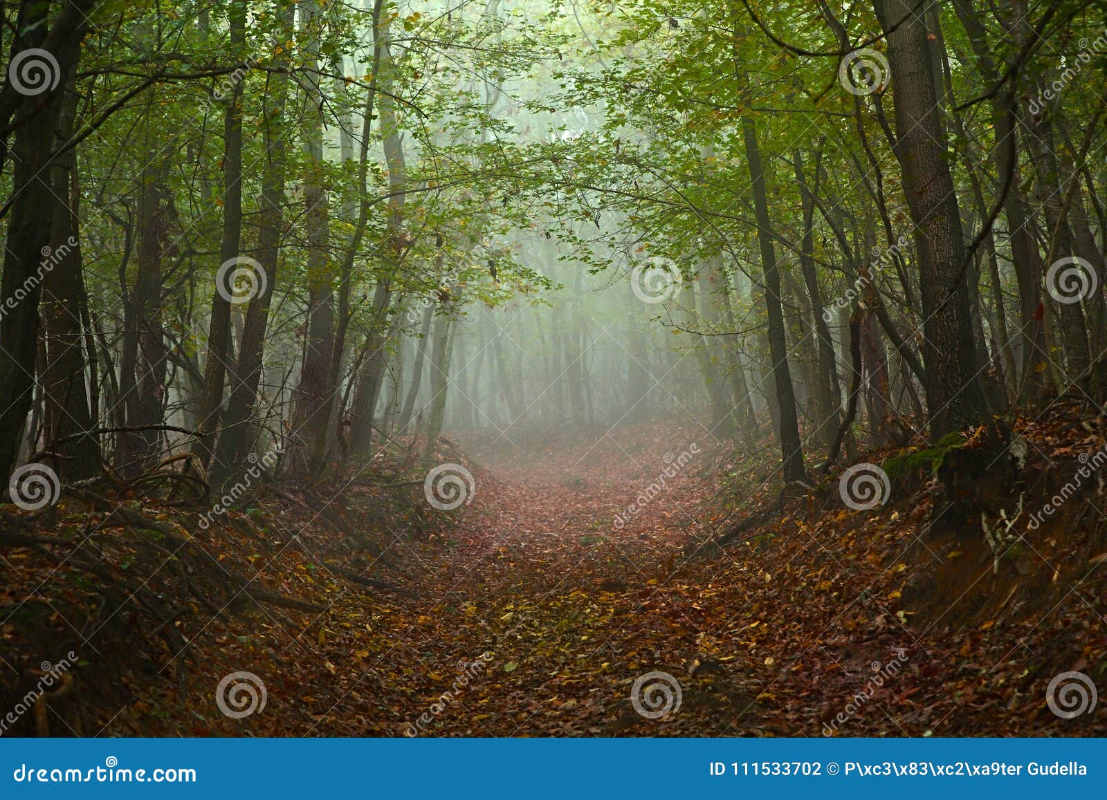 Forest path in mist stock photo. Image of fresh, country - 111533702