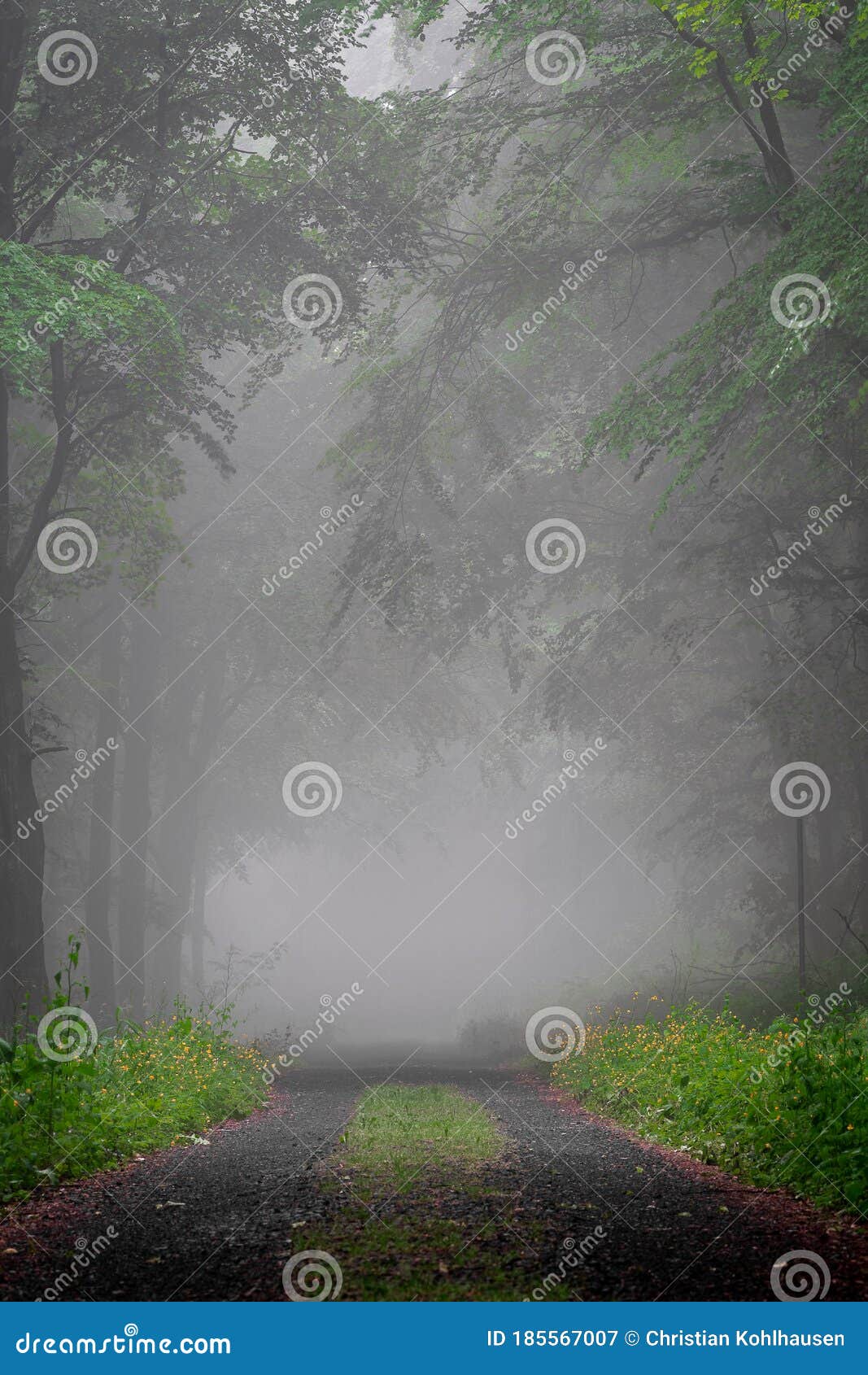 Forest Path in Mist and Fog Stock Image - Image of darkness, blue ...