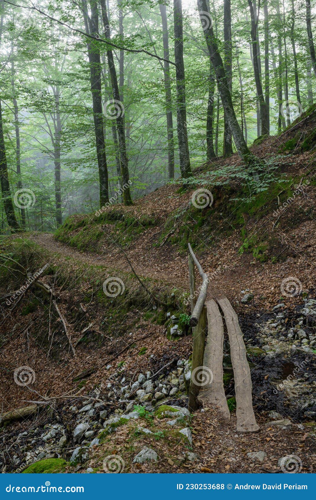 Forest path in the mist stock photo. Image of mood, forestry - 230253688