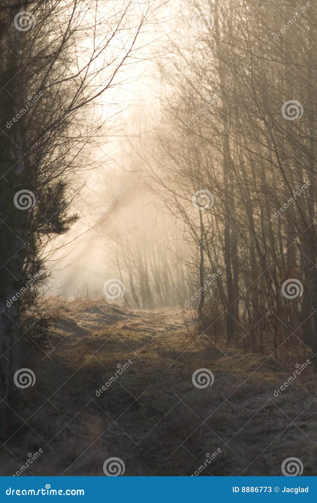 Forest Path in Misty Morning Stock Image - Image of leafless, path: 8886773